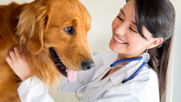 Best Veterinary Doctor in Pune | Picker Online